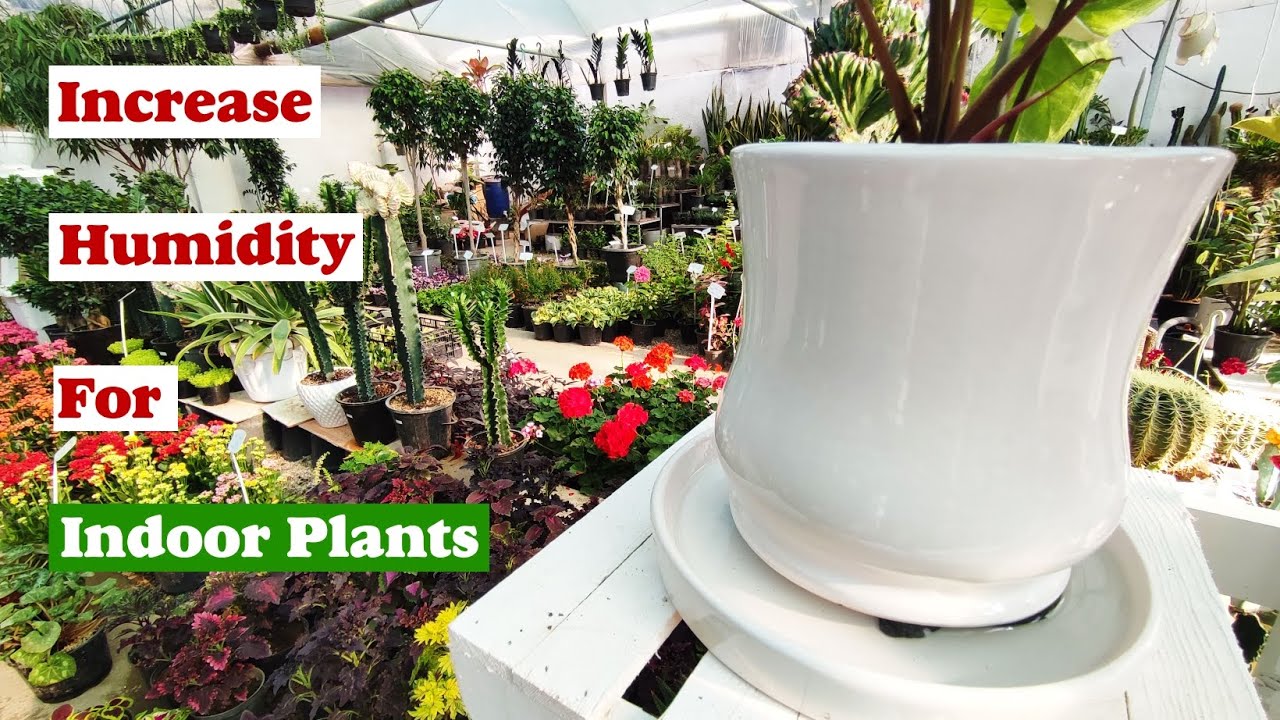 Humidity for plants | How to increase humidity for indoor plants? - YouTube