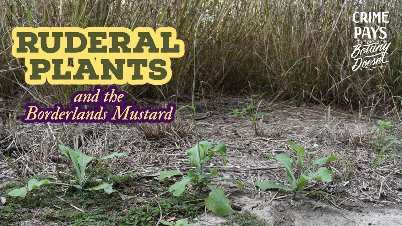 Ruderal Plants & Ode to a Rare Mustard - YouTube