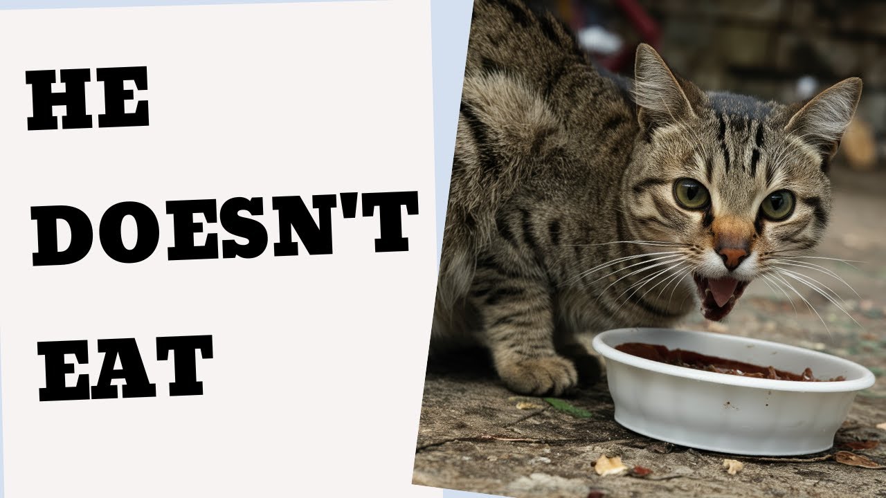 My Cat is Sad and Refuses Food - YouTube