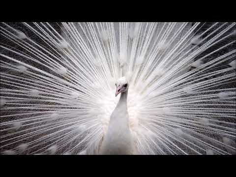 Sissy Self Esteem and Healing Trance (18+)