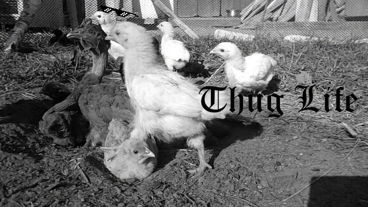 CHICKEN THUG LIFE - YouTube