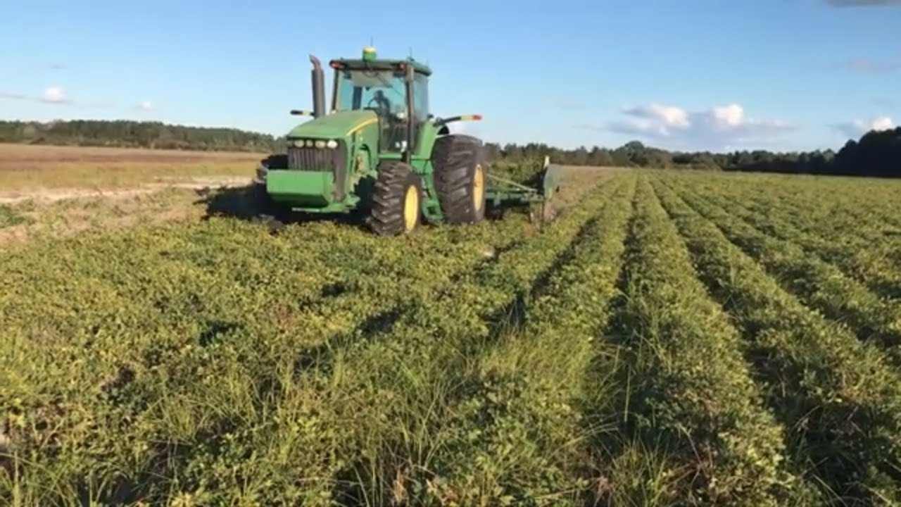 #123 Peanut Digging 2020 - YouTube