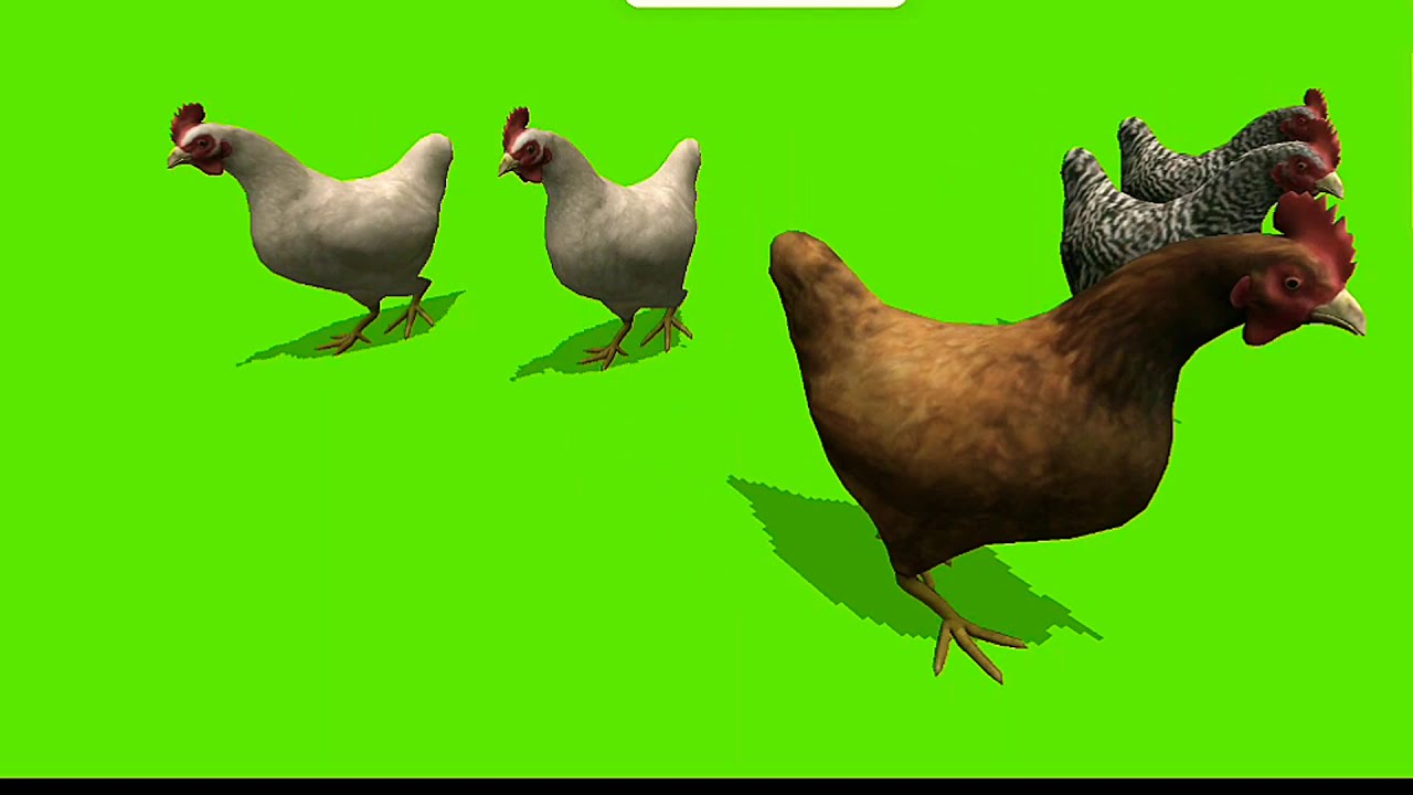 Hen walk green Screen background effect || green screen video - YouTube