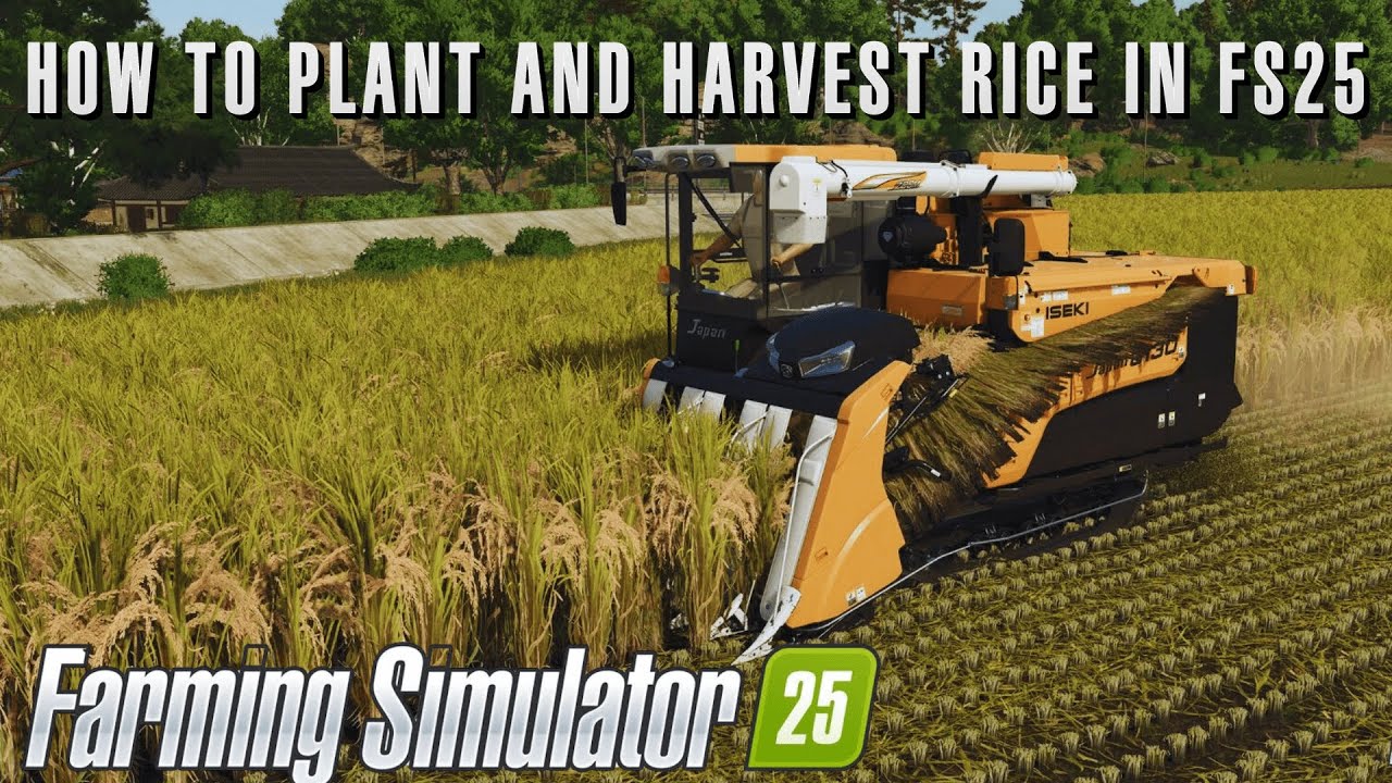 HOW TO PLANT AND HARVEST RICE IN FS25 - YouTube