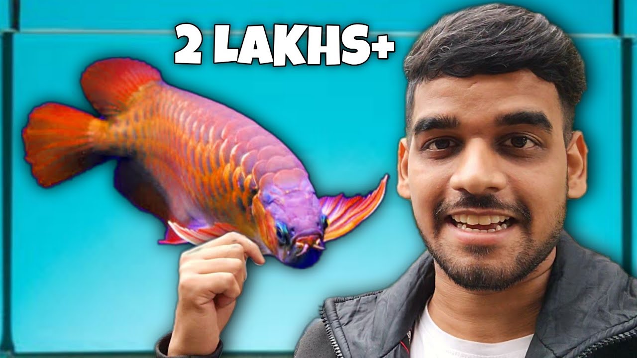I WENT TO SEE A ₹200000 AROWANA FISH! - YouTube