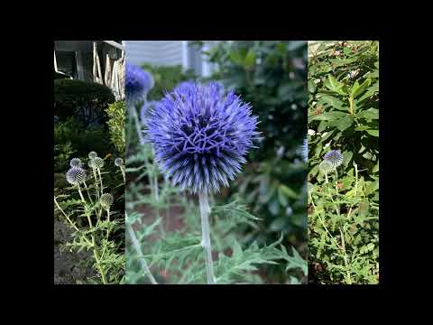 Global Thistle