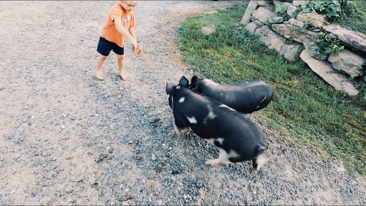 PIGS ESCAPING | Plan C - YouTube