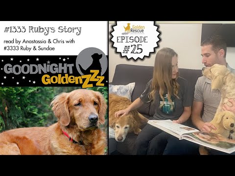Goodnight Goldens - Tails of Rescue - Episode 25 - YouTube