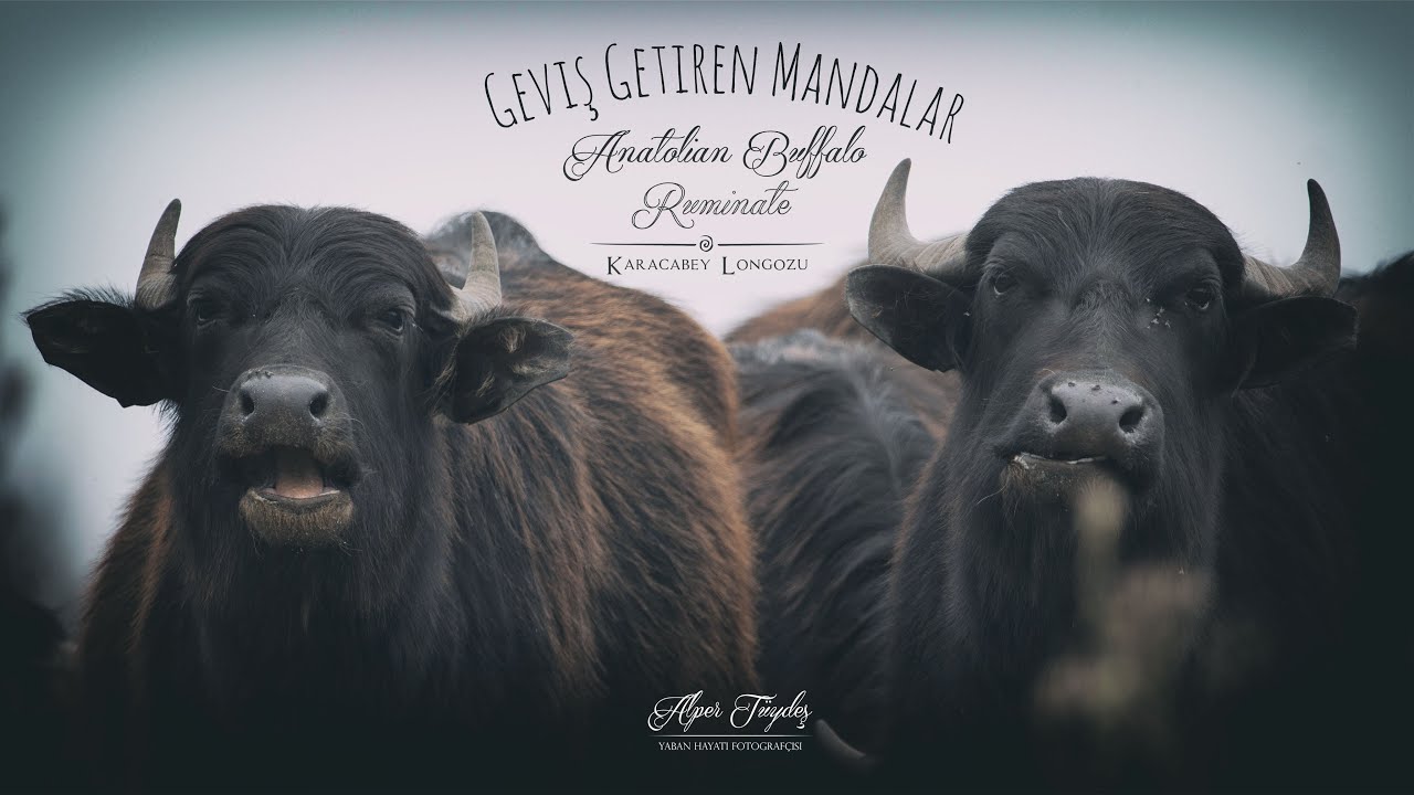 Geviş Getiren Mandalar - Anatolian Buffalo Ruminate - YouTube