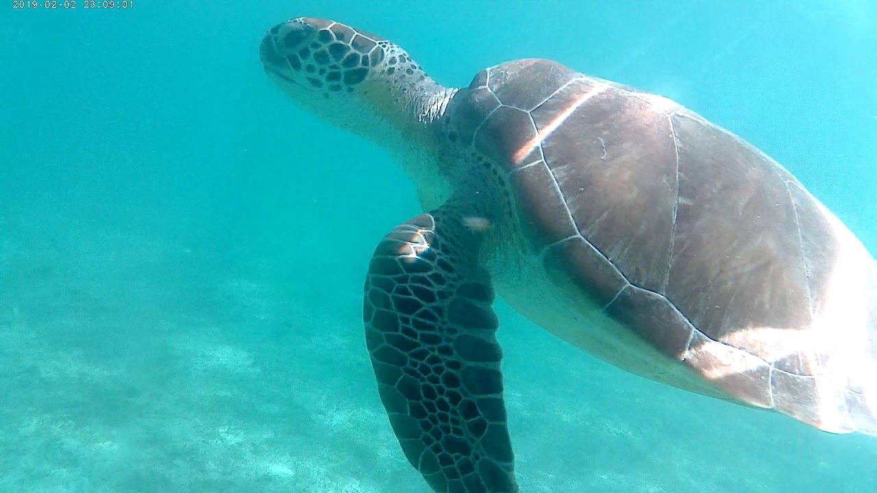 Sea Turtle Maho Beach Saint John - YouTube