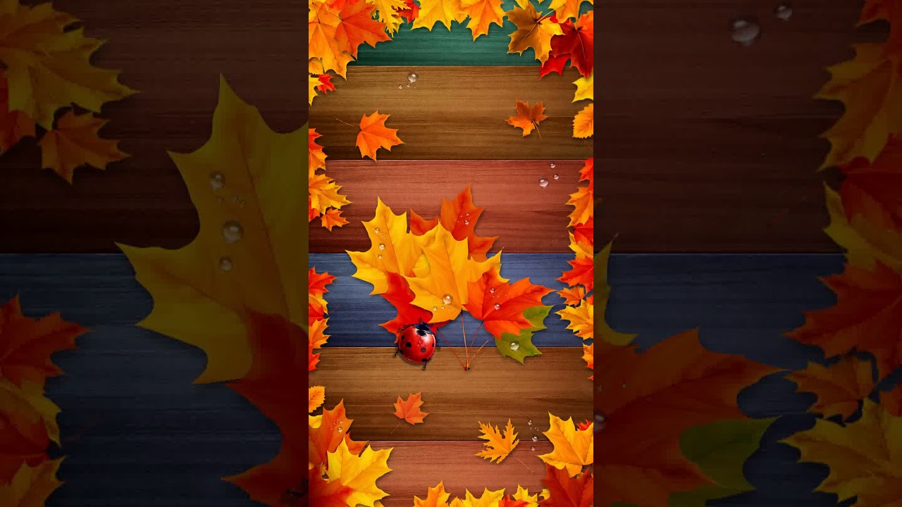 Autumn colored autumn leaves Animated - YouTube