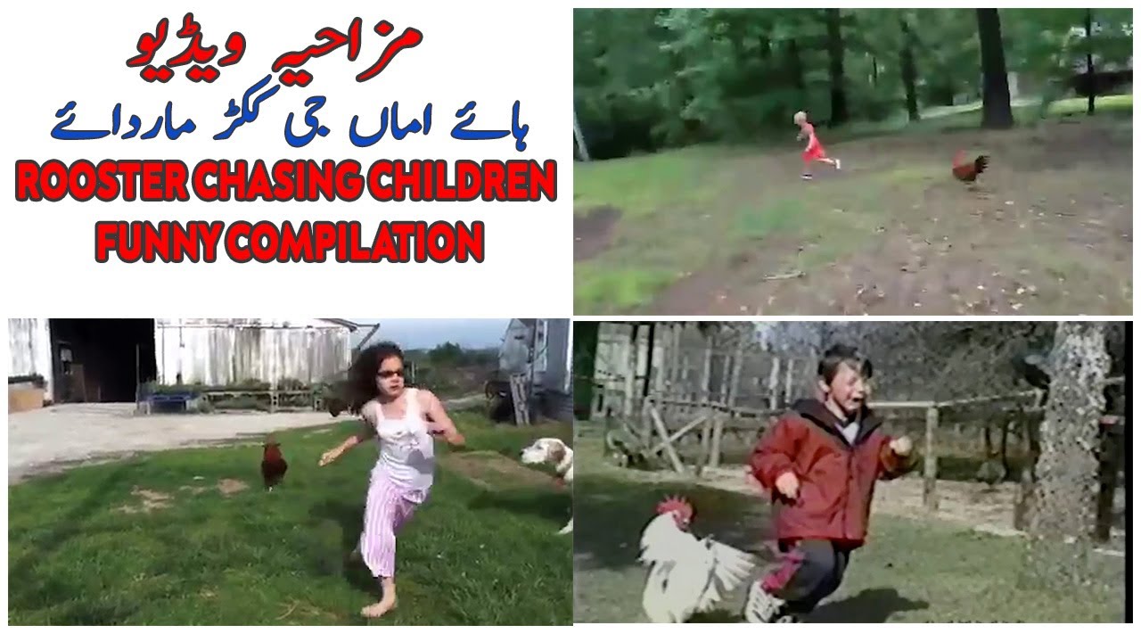 ROOSTER CHASING CHILDREN FUNNY COMPILATION 2019 | TRY NOT TO LAUGH ...