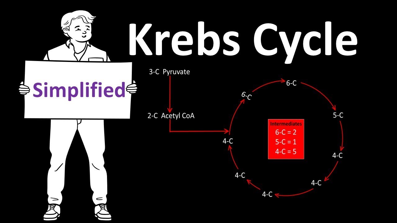 Krebs Cycle Simplified/ Full breakdown with important explanations ...