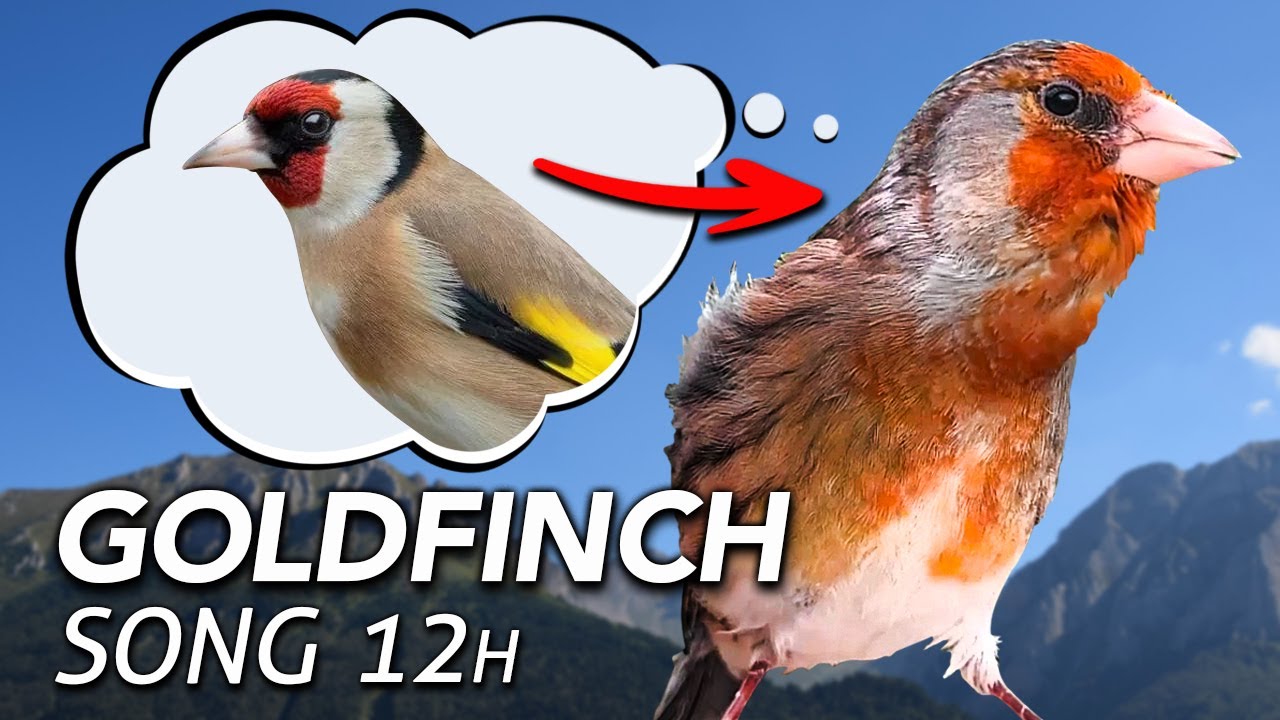 12h Goldfinch Mule Singing - 100% Goldfinch Song - YouTube