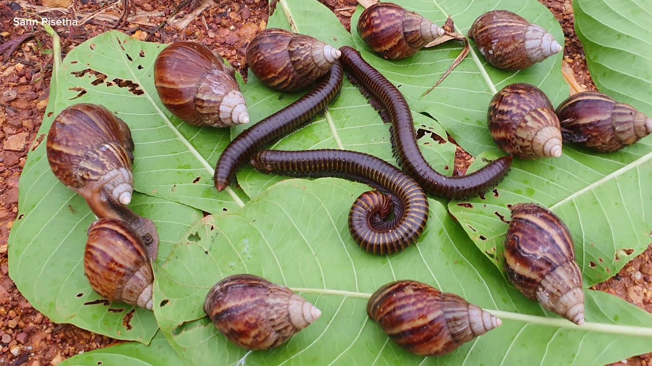 Horn Snails Near The Jungle And Black Giant Millipedes | Long Snails ...