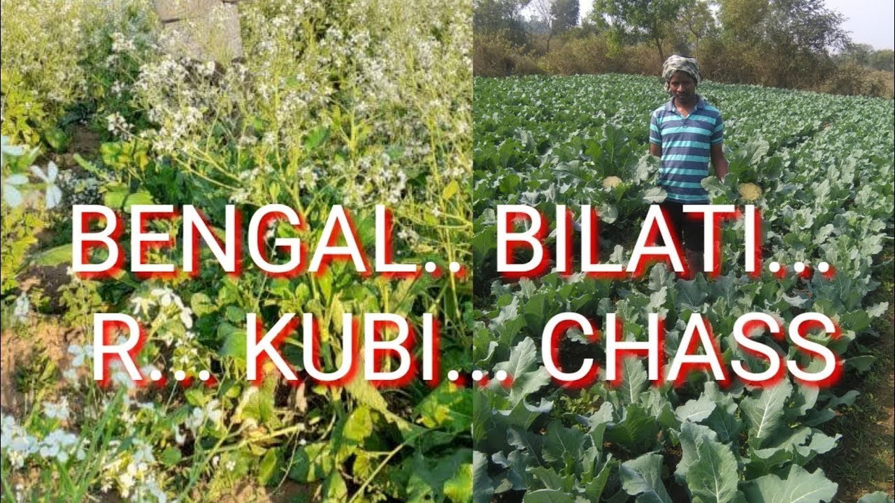Tomato //brinjal//cabbage and cauliflower cultivation....bilati, baigan ...