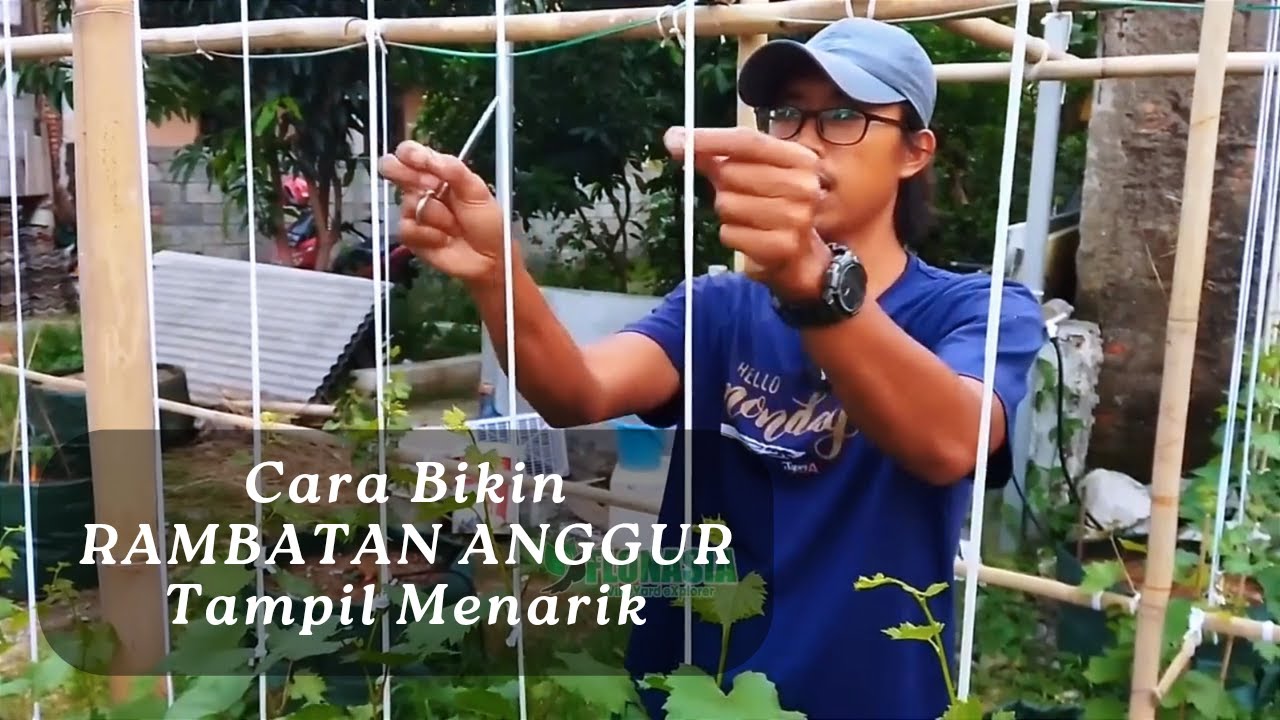 Cara Bikin Rambatan Anggur Tampil Menarik - YouTube
