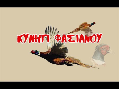 ΚΥΝΗΓΙ ΦΑΣΙΑΝΟΥ 1 - YouTube