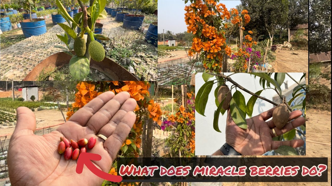 EXPLORING NURSERY IN BANGLADESH || মিরাকলবেরী || Magic Fruit miracle ...