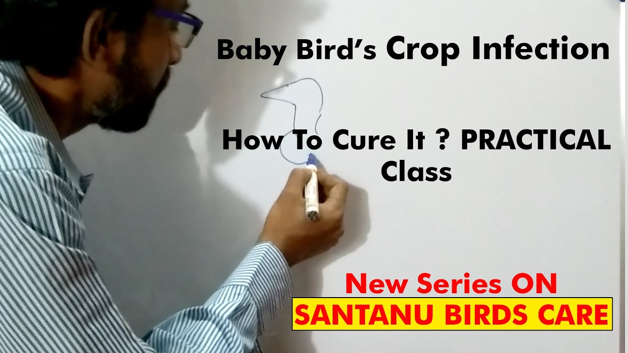 Baby Bird Crop Infection Practical Class All Beginner Birds Breeder ...