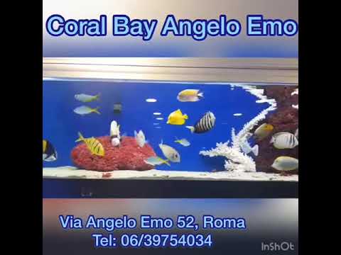 MARINE FISH - PESCI MARINI