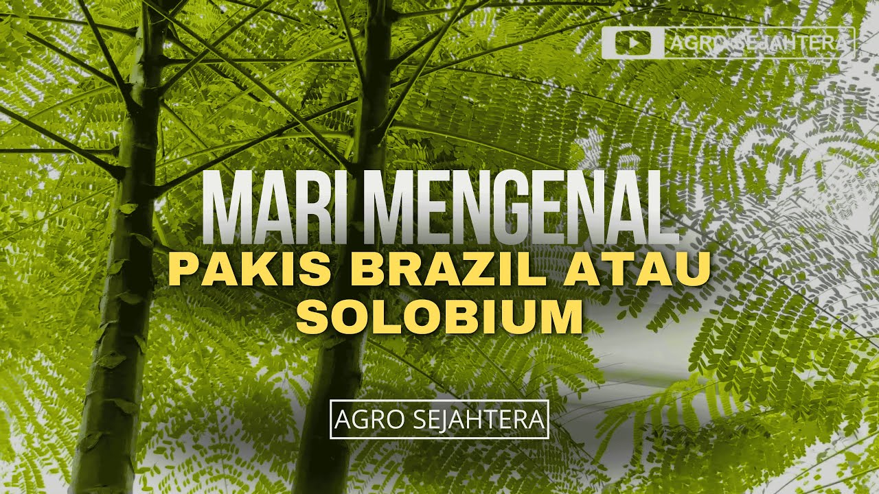 MENGENAL PAKIS BRAZIL ATAU SOLOBIUM - YouTube