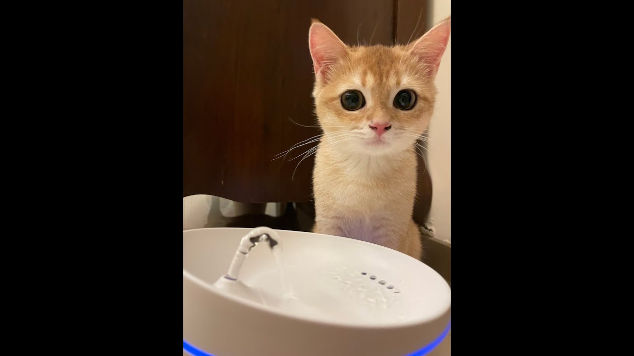 Kitty Wan-wan, British Shorthair, NY11 (金漸層) - YouTube