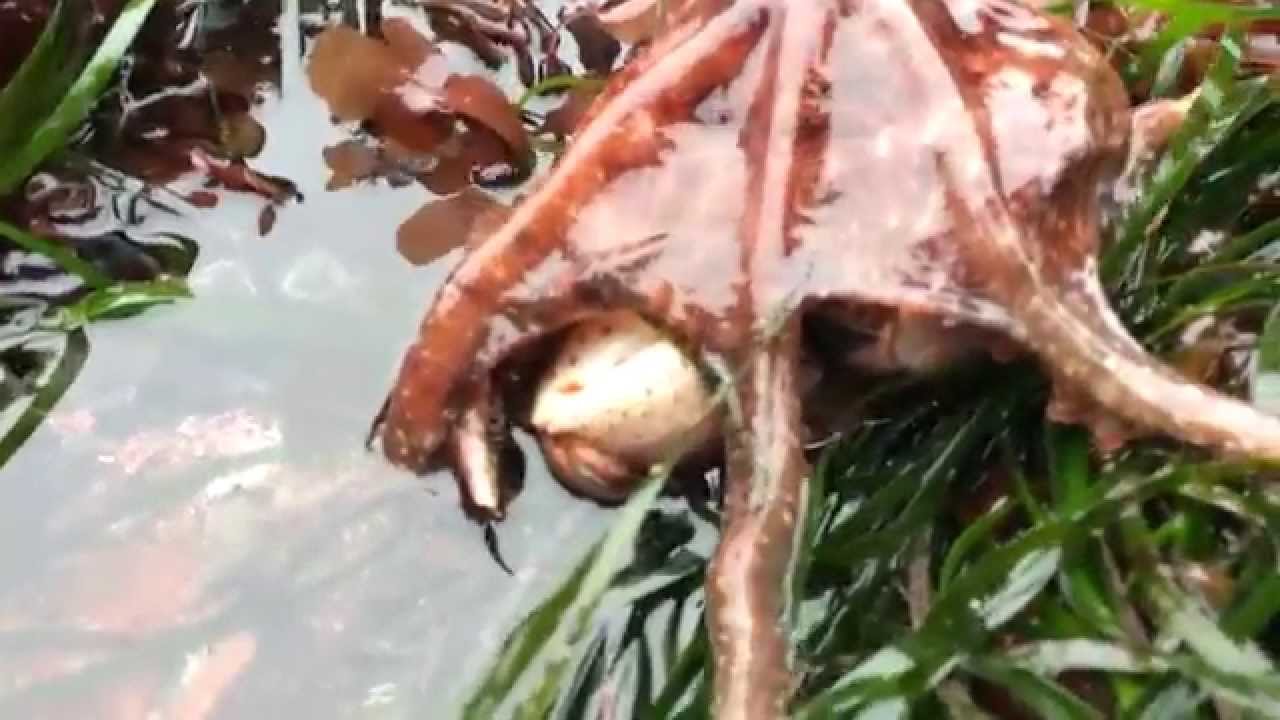 East Pacific Red Octopus