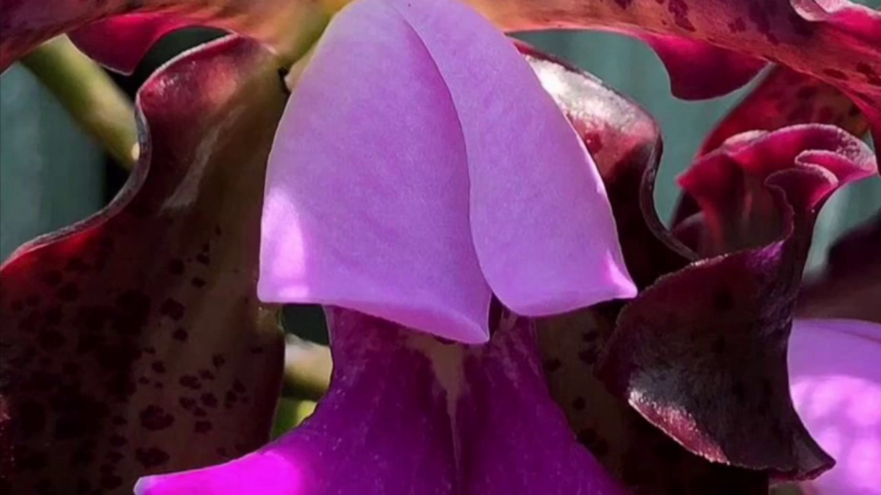 Моя красавица Cattleya-Vanda расцвела Cattleya Mareeba Tiger - YouTube