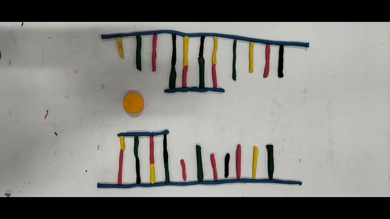 stop motion : การจำลอง DNA อย่างง่าย (DNA replication) Biology TUNS 67 ...
