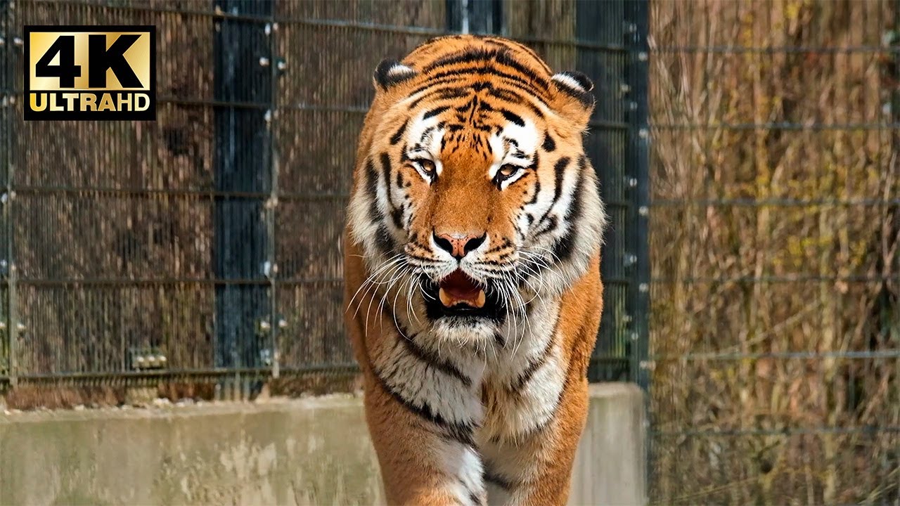 4K Ultra HD Video || Close up view of the magnificant tiger at the zoo ...