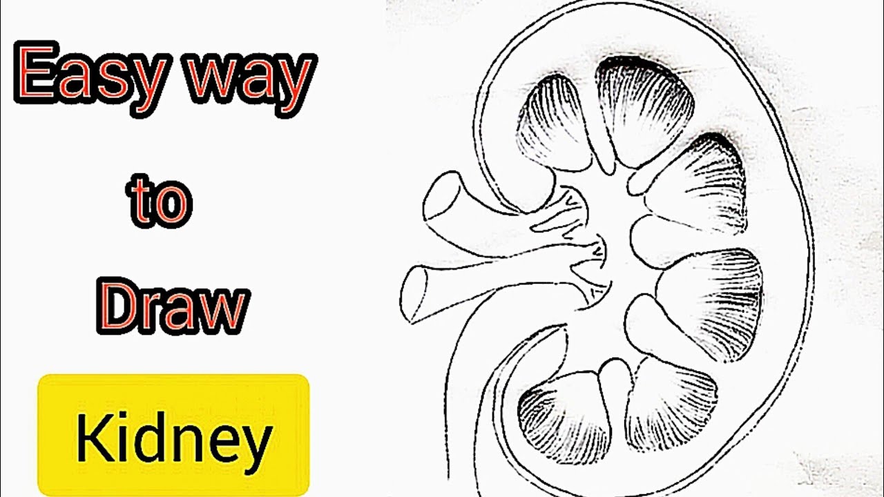 How to draw structure of kidney|easy way to draw kidney - YouTube