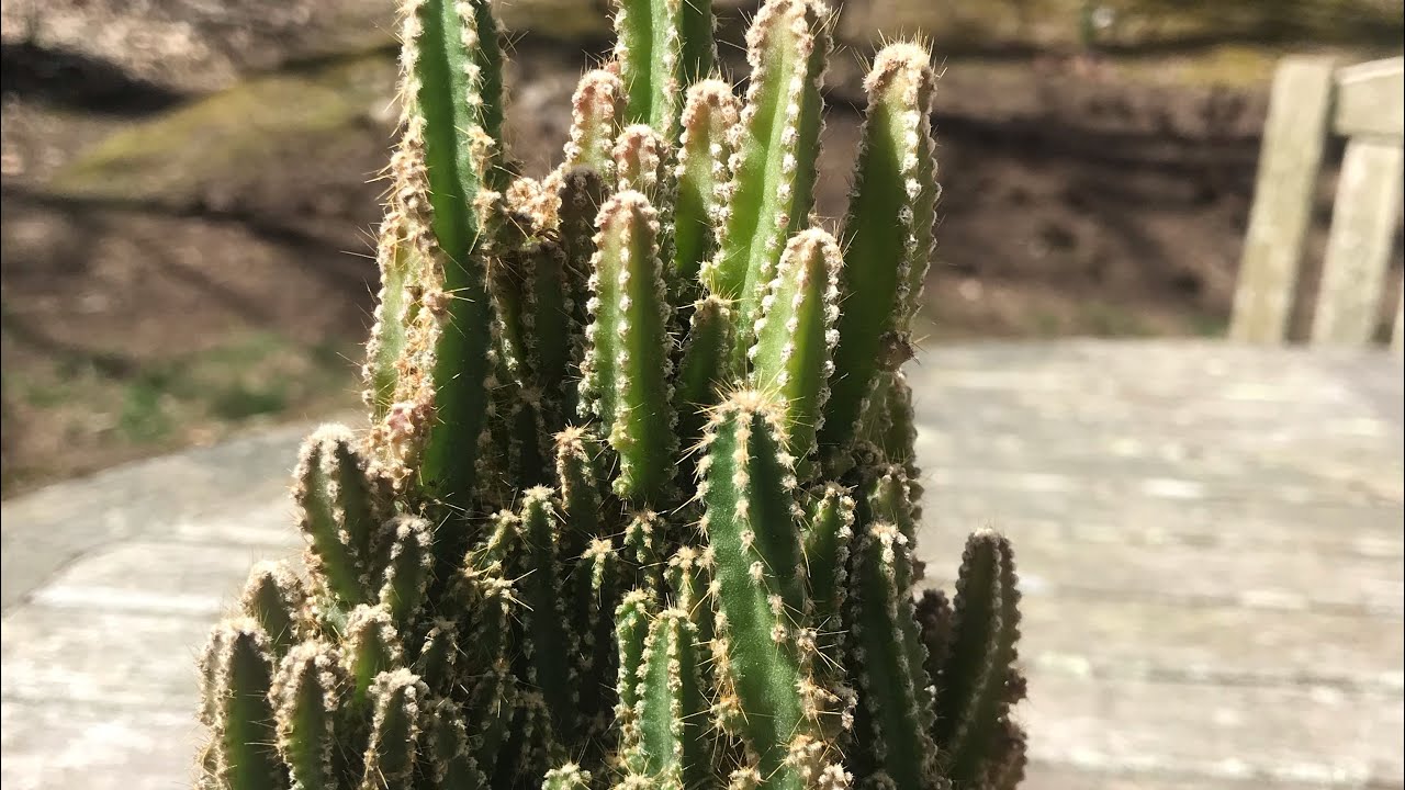 All About the Fairy Castle Cactus - YouTube