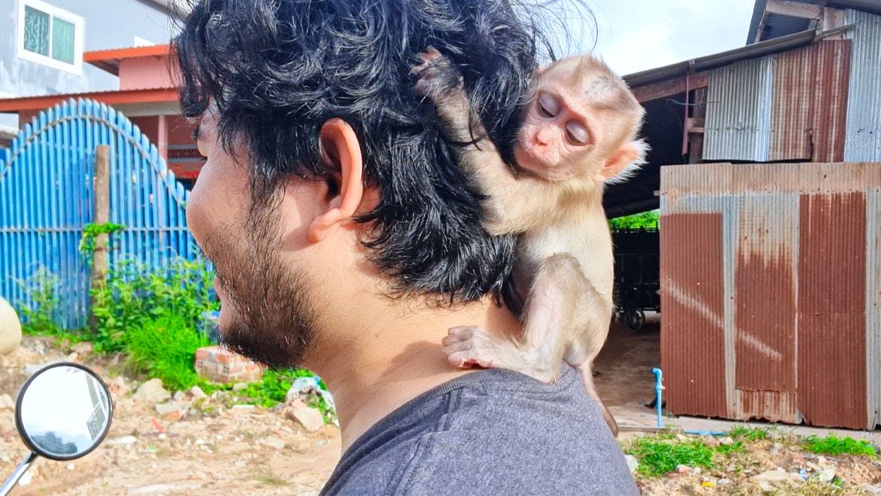 Bobo let's go take a ride | My girl Bobo fall to sleep on Moto look ...