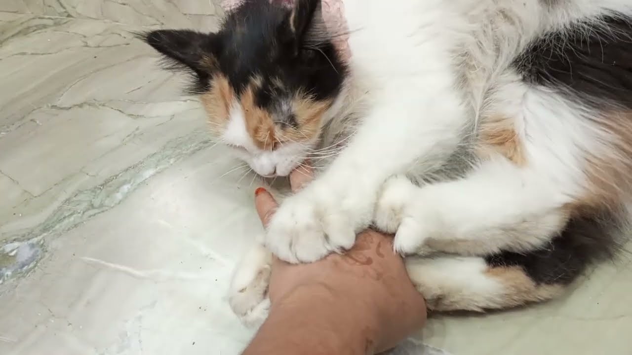 Cat tickling funny #funnycat #cattickling - YouTube