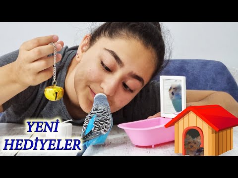 TOMBUL MUHABBET KUŞU PAŞA VE ARCASA YENİ HEDİYELER ALDIK