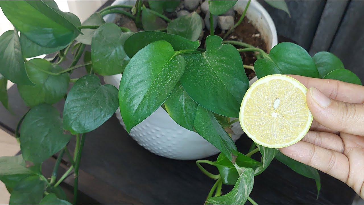 If you have petus plant, be very happy because this plant attracts ...