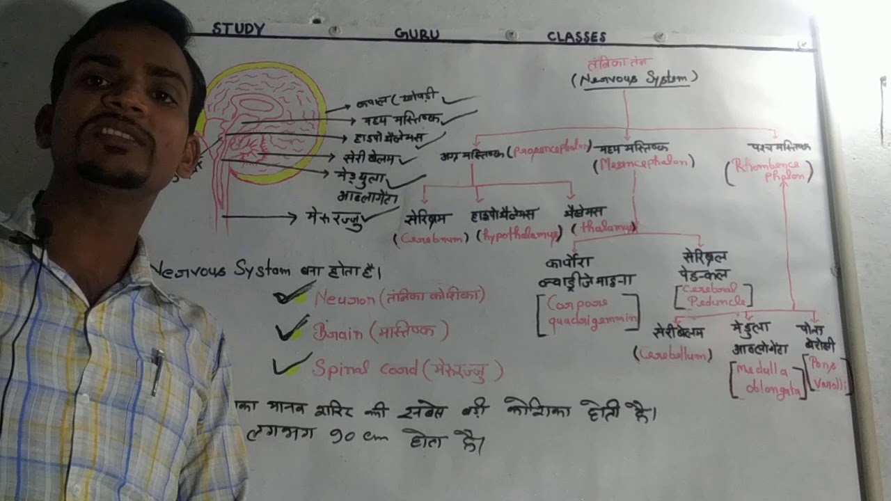 Nervous system ( tantrika tantra) subscribe now - YouTube