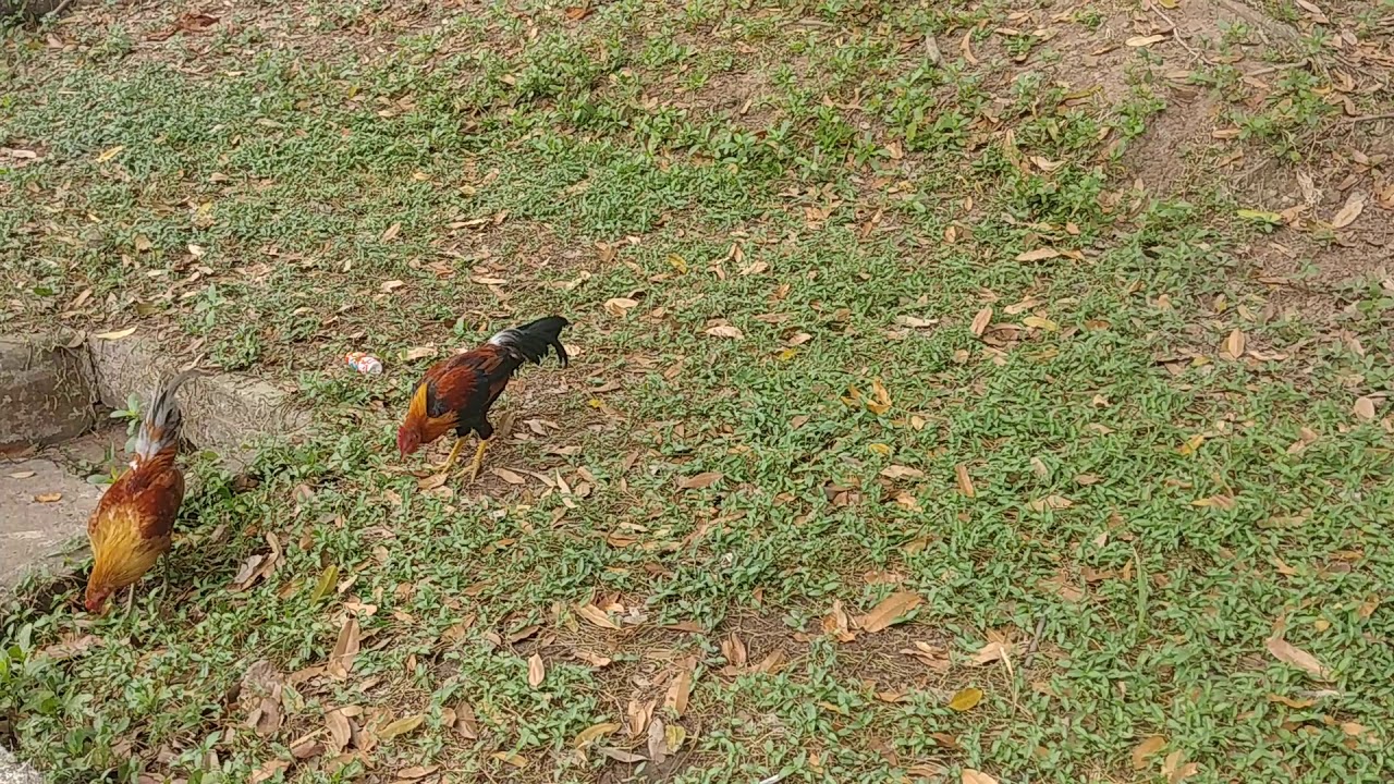 The war between chicken - YouTube