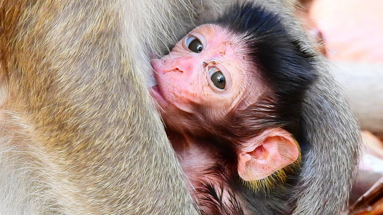 CUTE FACE AND BEAUTIFUL BABY VENUS TRY GET MILK FIRST AND FAST. - YouTube