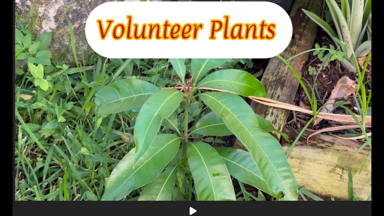Volunteer Plants are Welcomed Gifts in the Garden - YouTube