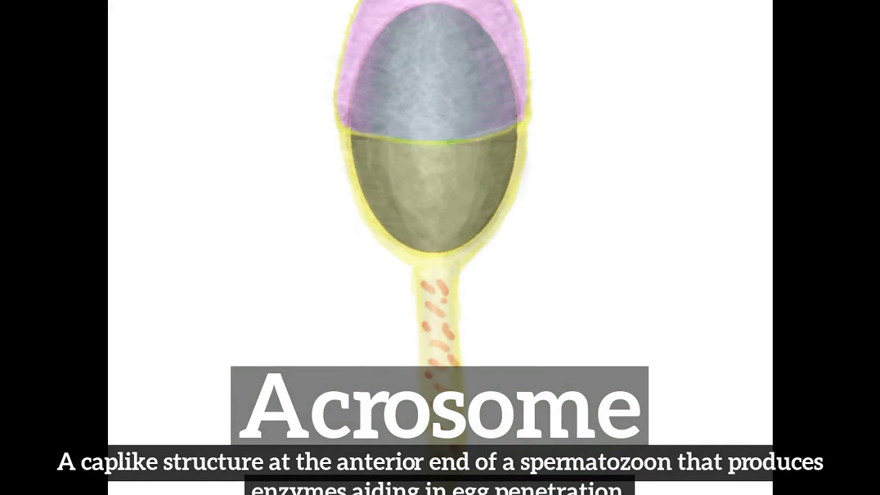 How Does Acrosome Look? | What is Acrosome? | How to Say Acrosome in ...