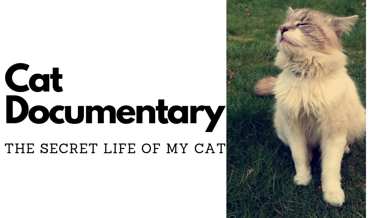 Short Cat Documentary 4K - YouTube