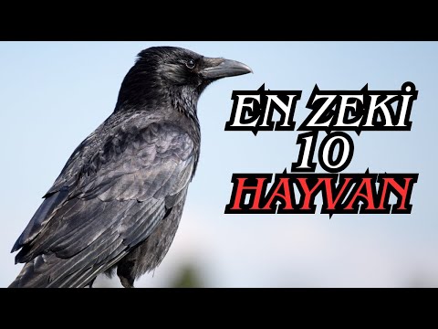 Dünyadaki en zeki 10 hayvan!!!