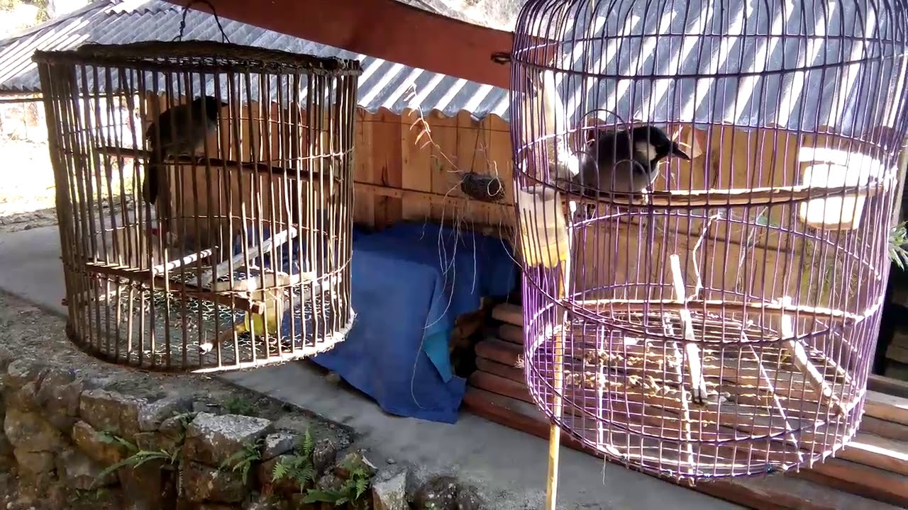 Suab Noog sab fwj poj thiab lau quaj cuab tuaj zoo heev - YouTube