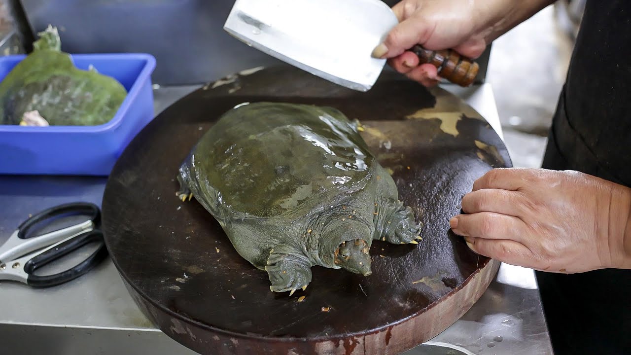 Dark Cuisine, Two ways to cook Trionychidae(Softshell Turtle)/水產鱉 ...