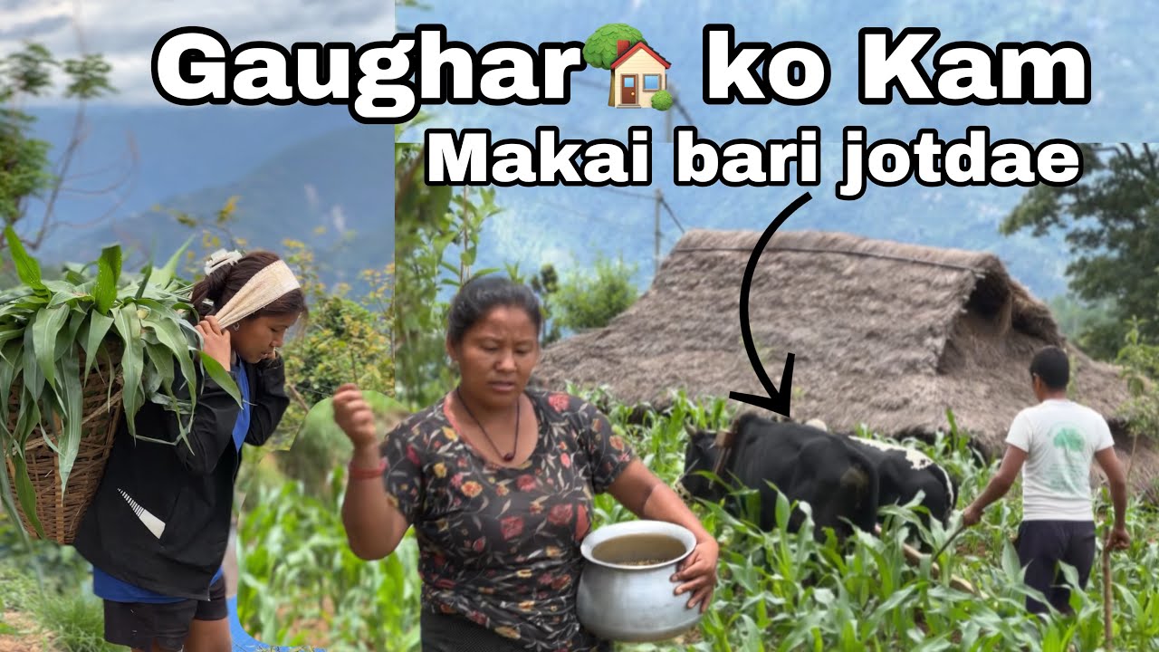 makai jotda Tiharko lagi Sayapatri phul ra masyam xardae Gaughar ghar ...