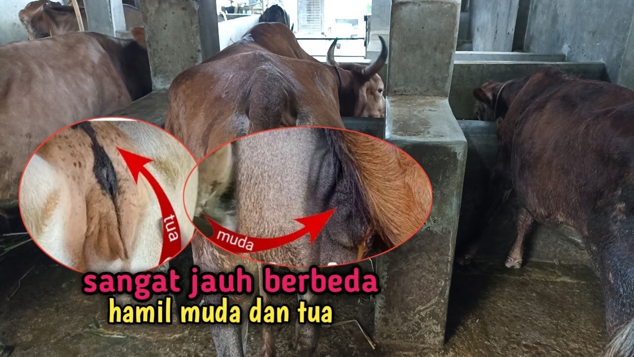 Perbedaan sapi hamil muda dan tua sangat berbeda, lihat bagian vulpanya ...