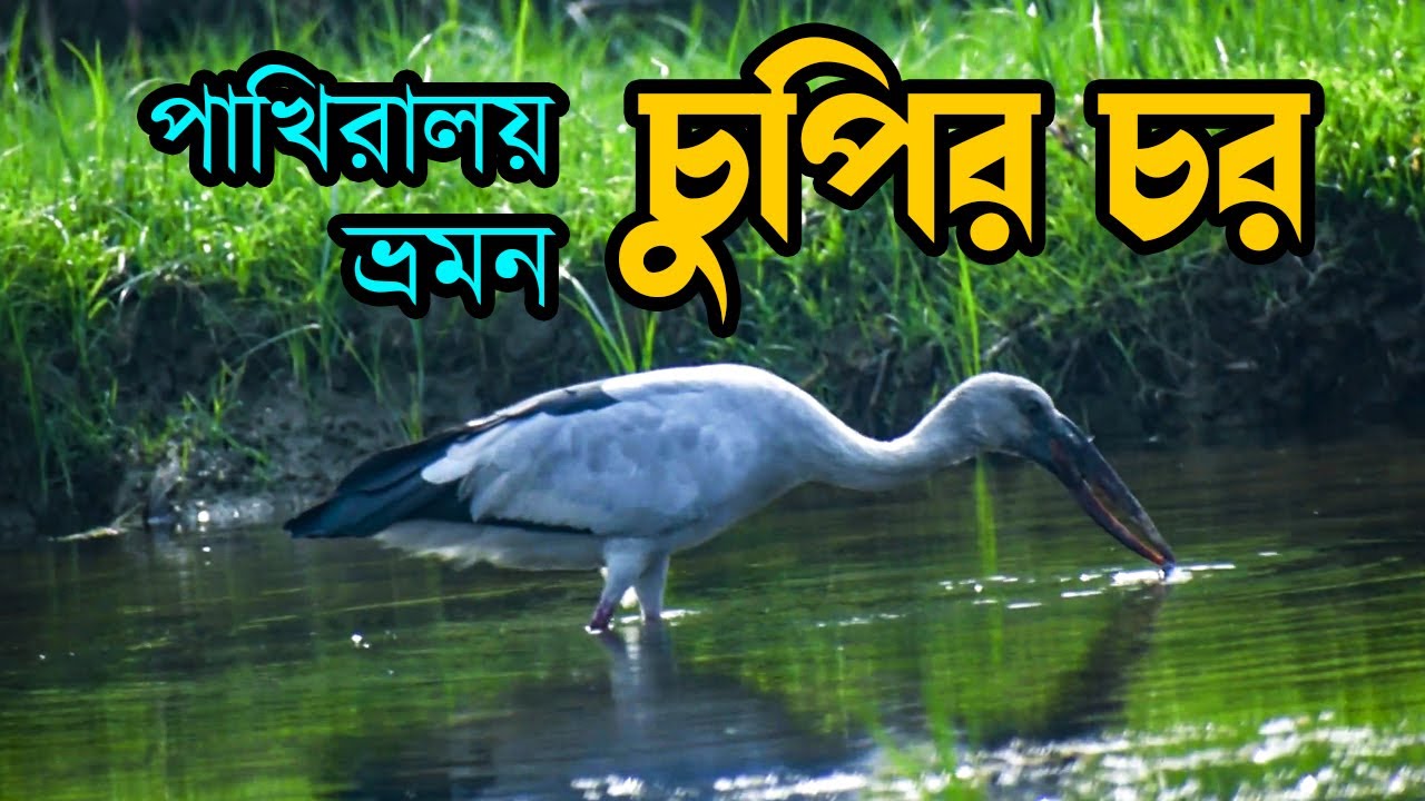 Chupi Char Purbasthali - A CINEMATIC B ROLL || Chupi Char Bird ...