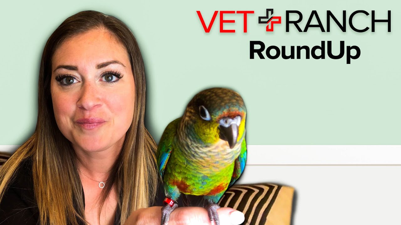 Vet Ranch RoundUp: The Shelter Called...and...We Saved DOZENS of ...